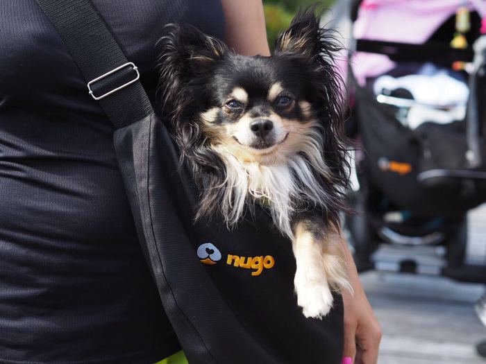 Nugobags - designed for dogs with love